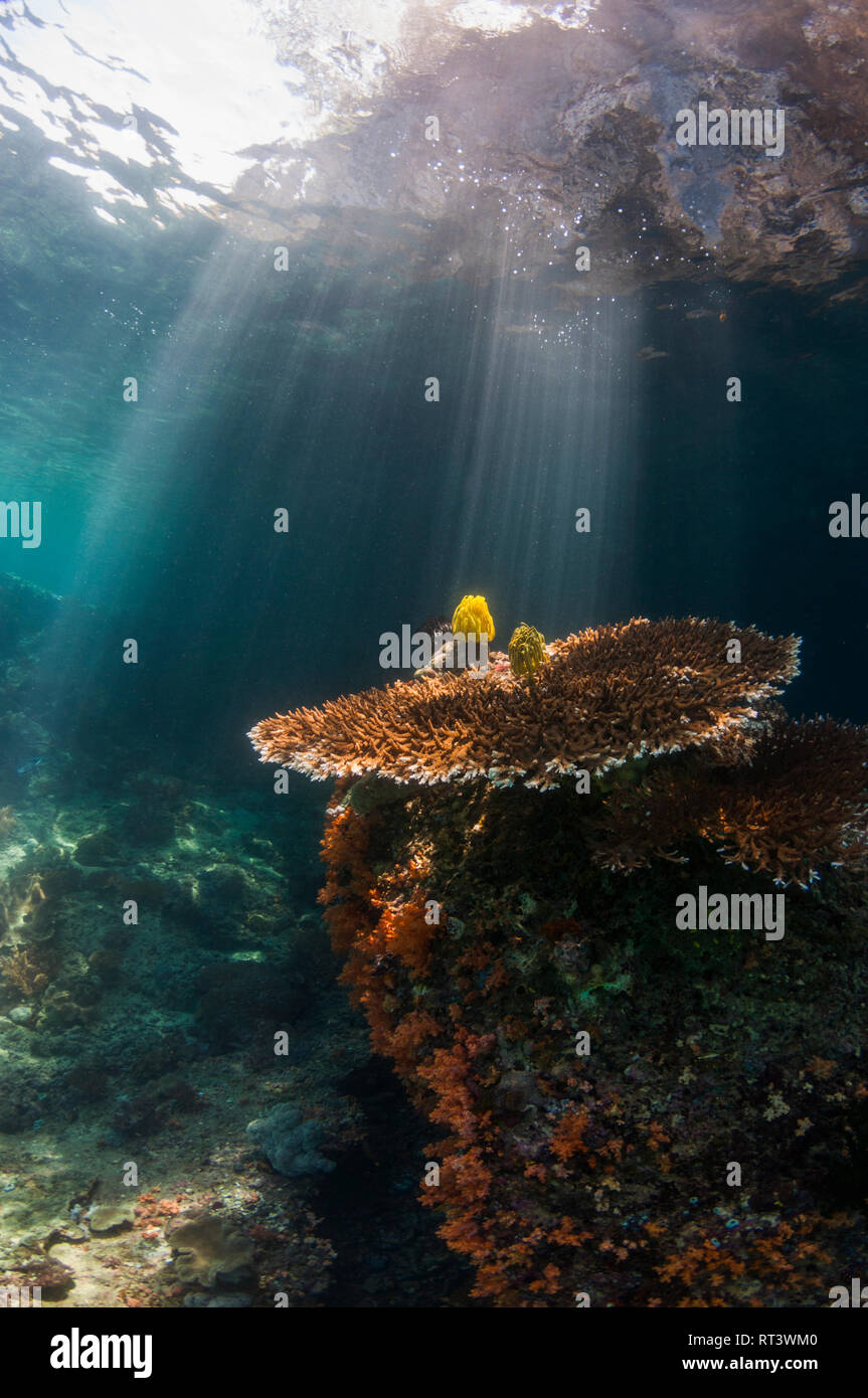 Coral reef scenery with Acropora table coral and shafts of sunlight ...