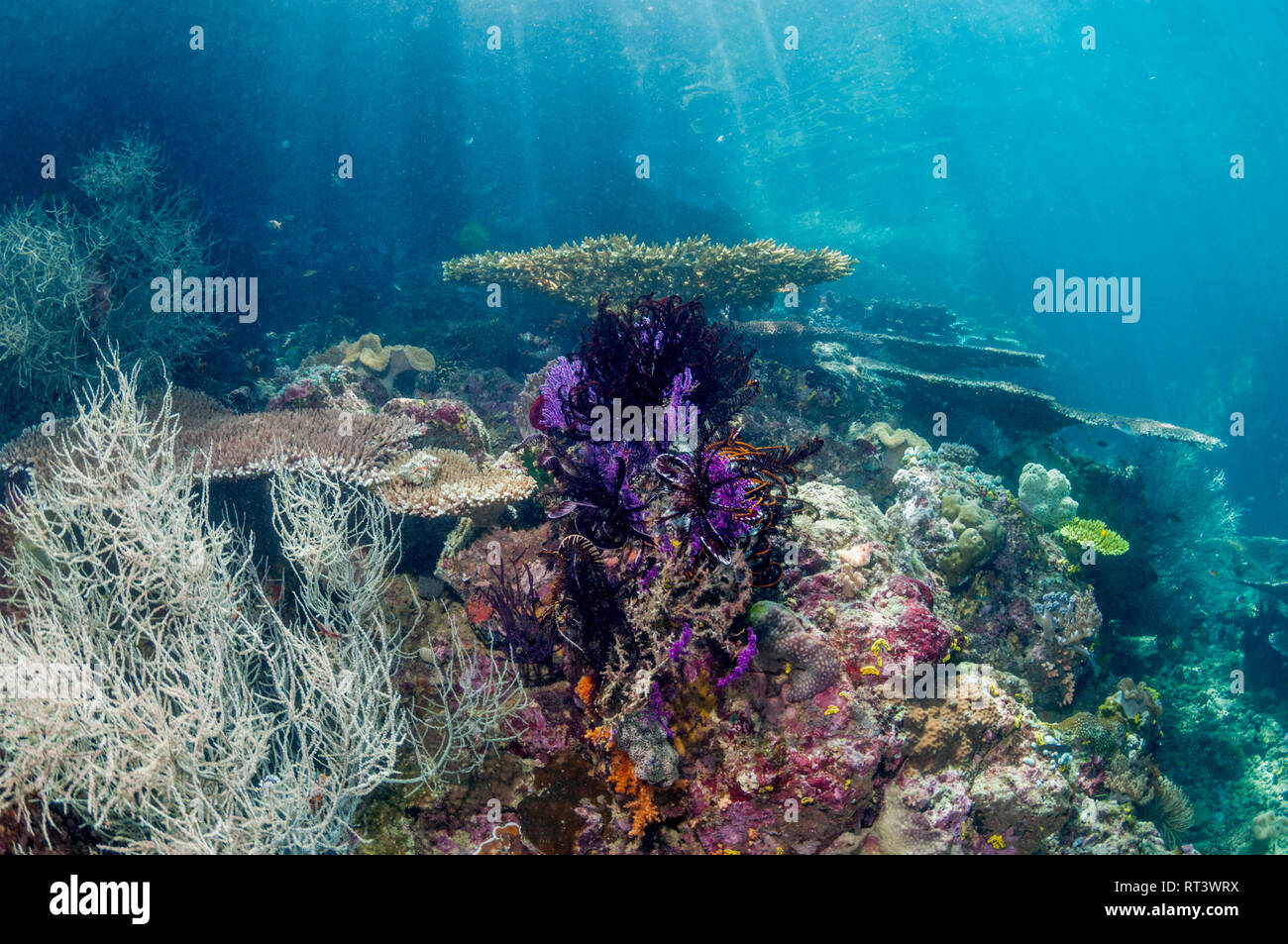 Coral reef scenery with Acropora table coral and shafts of sunlight ...