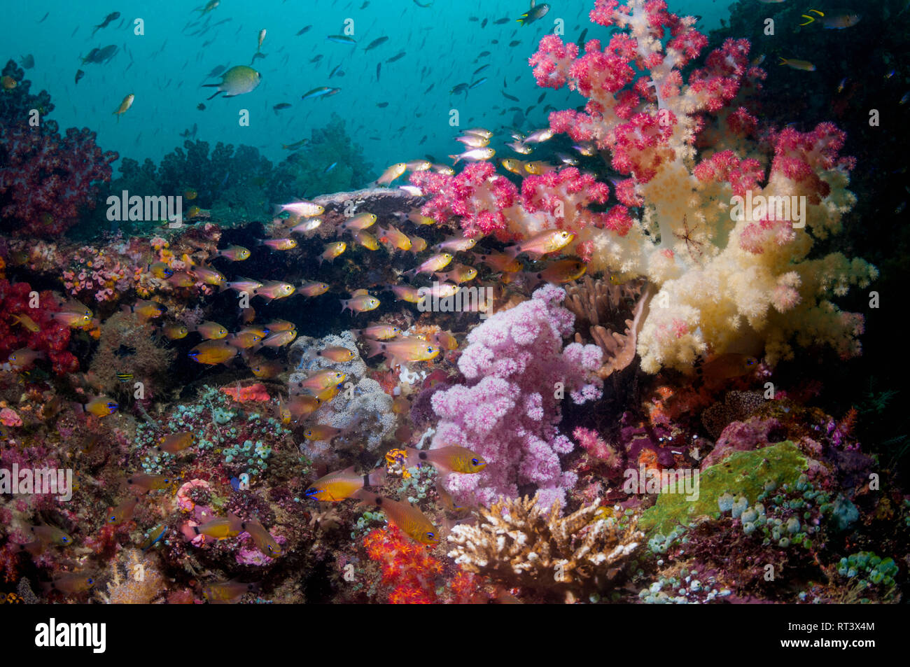 Coral reef scenery with Ring tailed cardinalfish [Apogon aureus] and ...