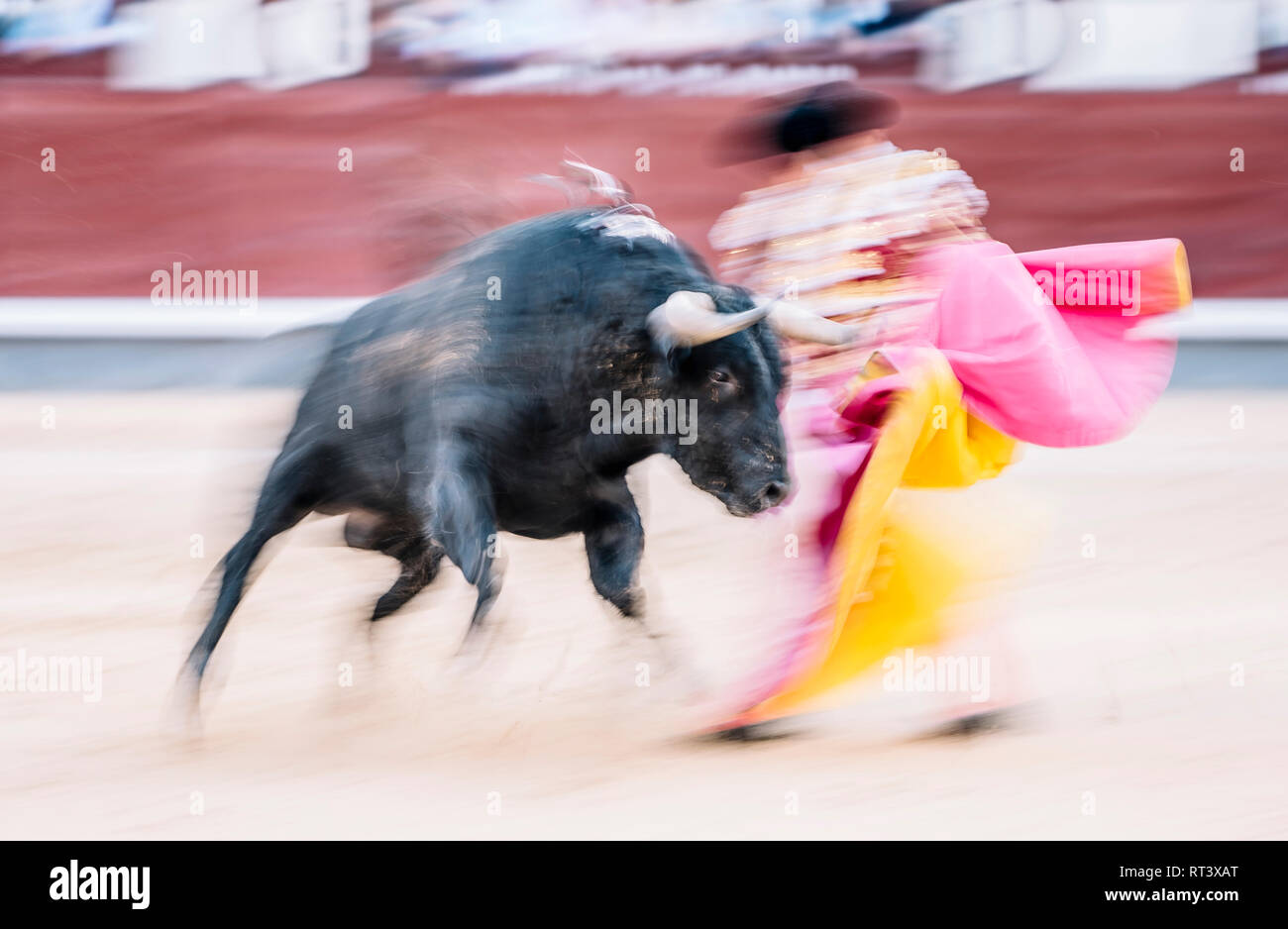 Brave bull bullfighting Stock Photo - Alamy