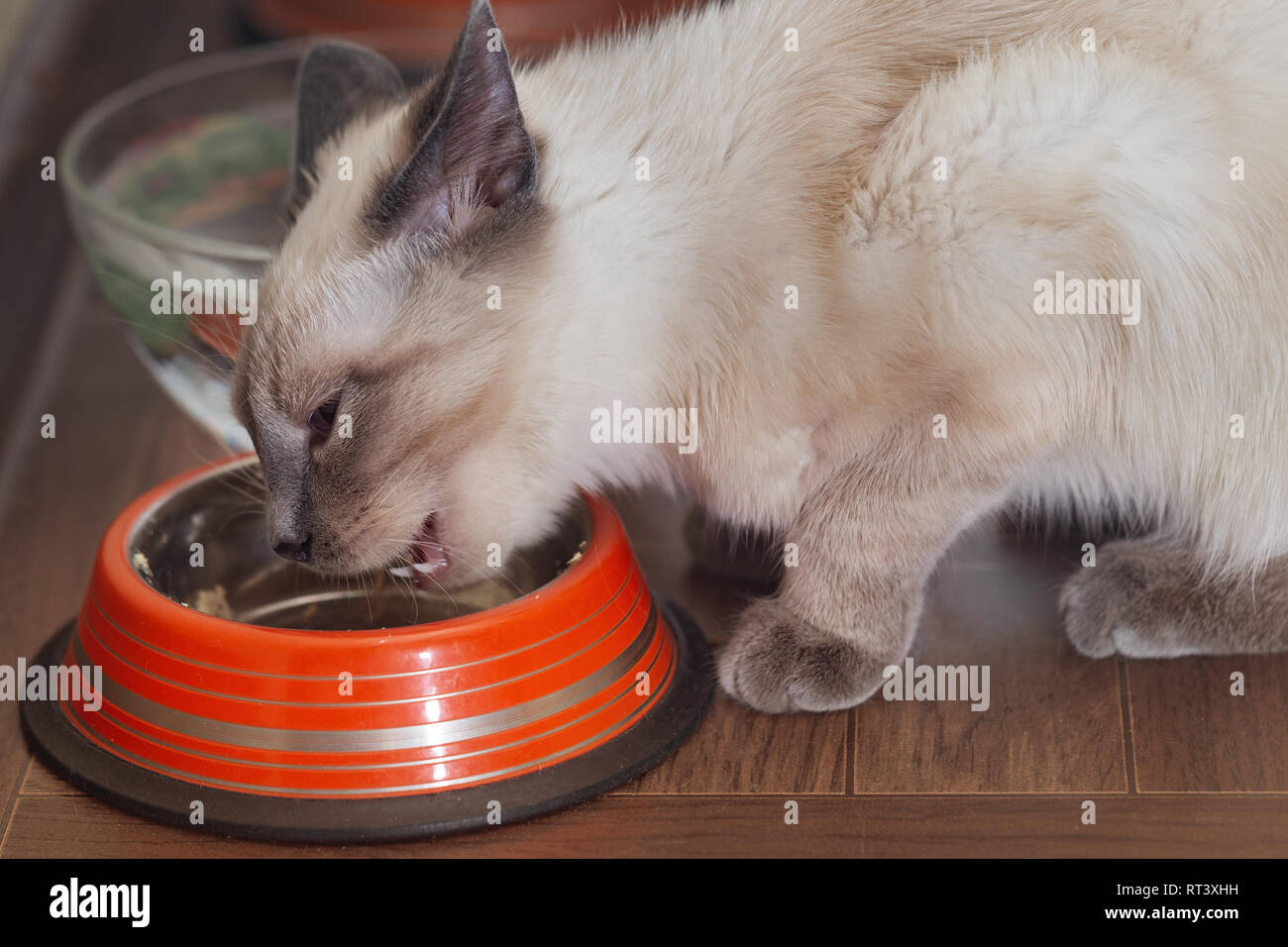 White cat eating hi-res stock photography and images - Alamy