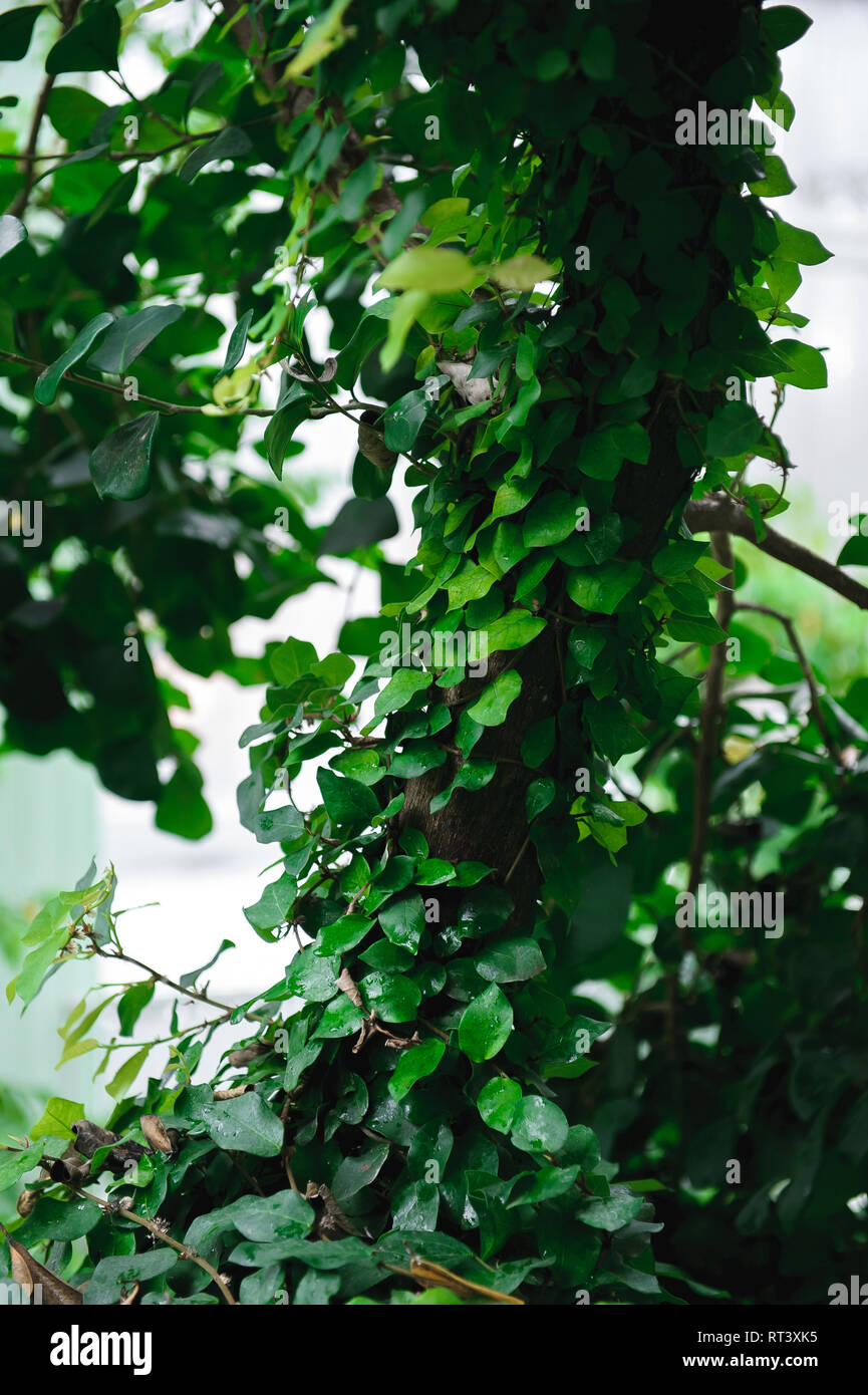 Natural green leaf wall, Texture background. Leaves on the wall Stock ...