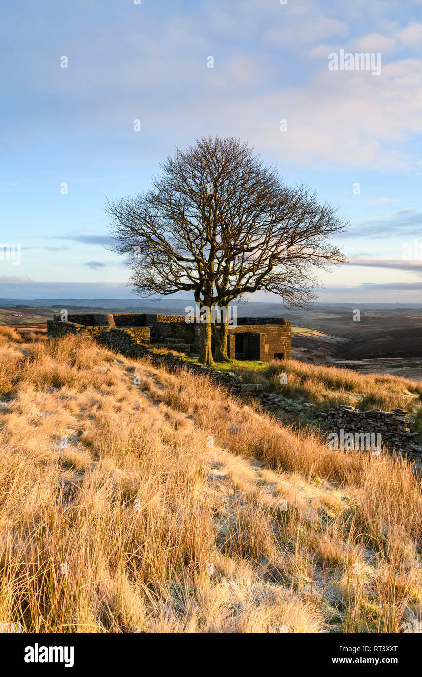 Top Withens (sunlit farmhouse ruin on scenic frosty remote moors with ...