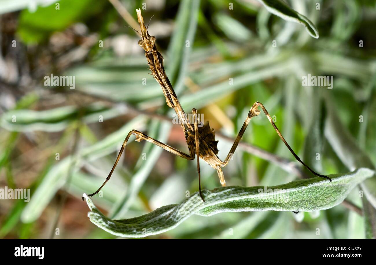 Empusa pennata. conehead mantis Stock Photo - Alamy