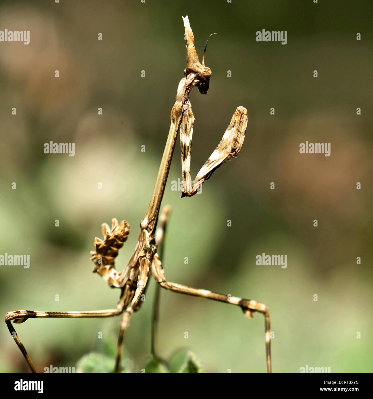 Empusa pennata. conehead mantis Stock Photo - Alamy