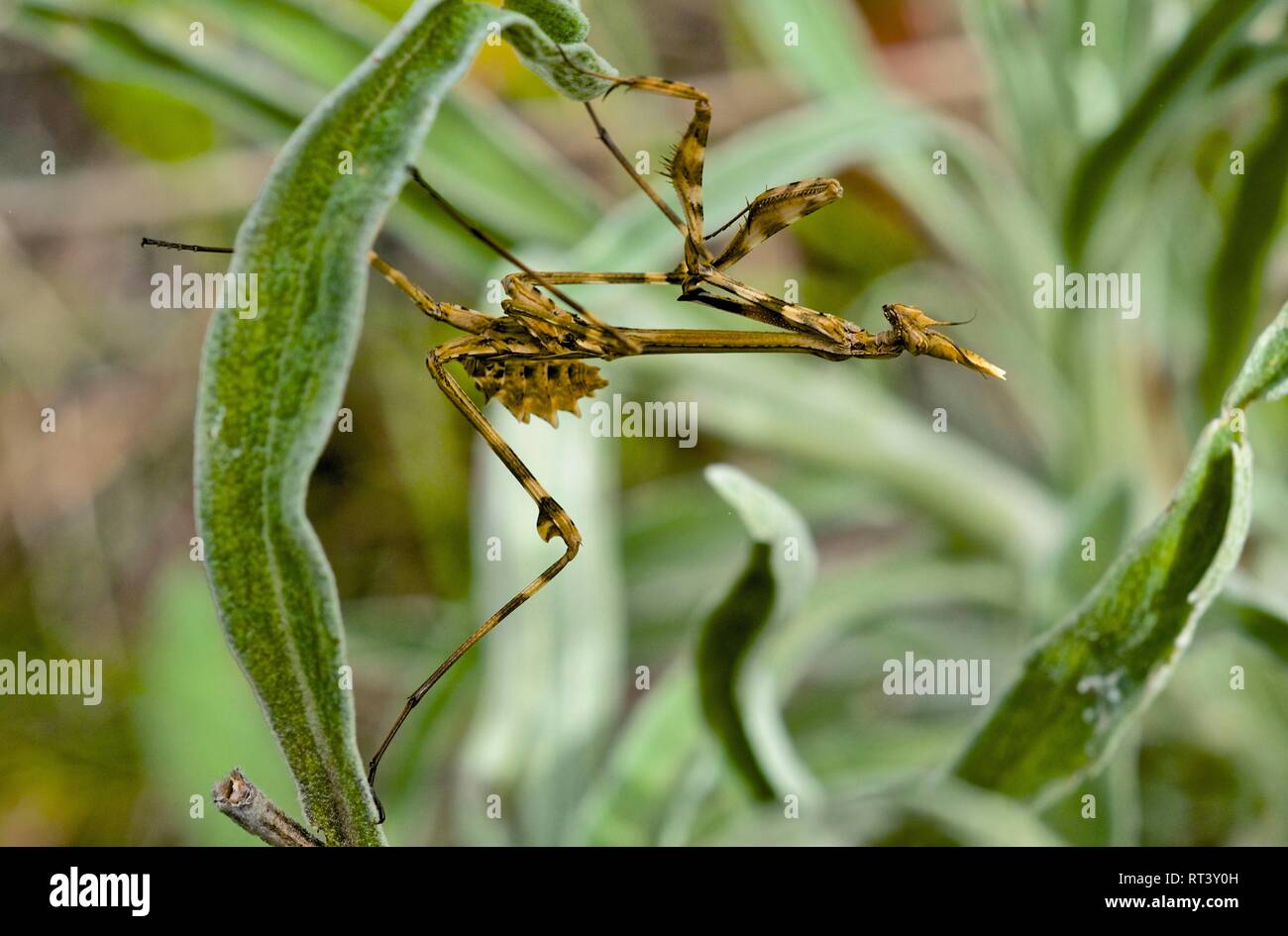 Empusa pennata. conehead mantis Stock Photo - Alamy