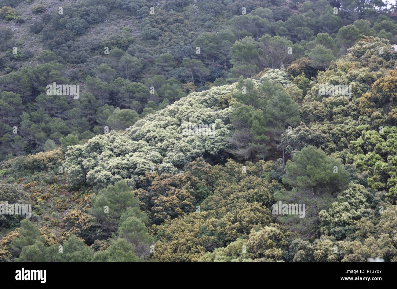 Mediterranean forest hi-res stock photography and images - Alamy