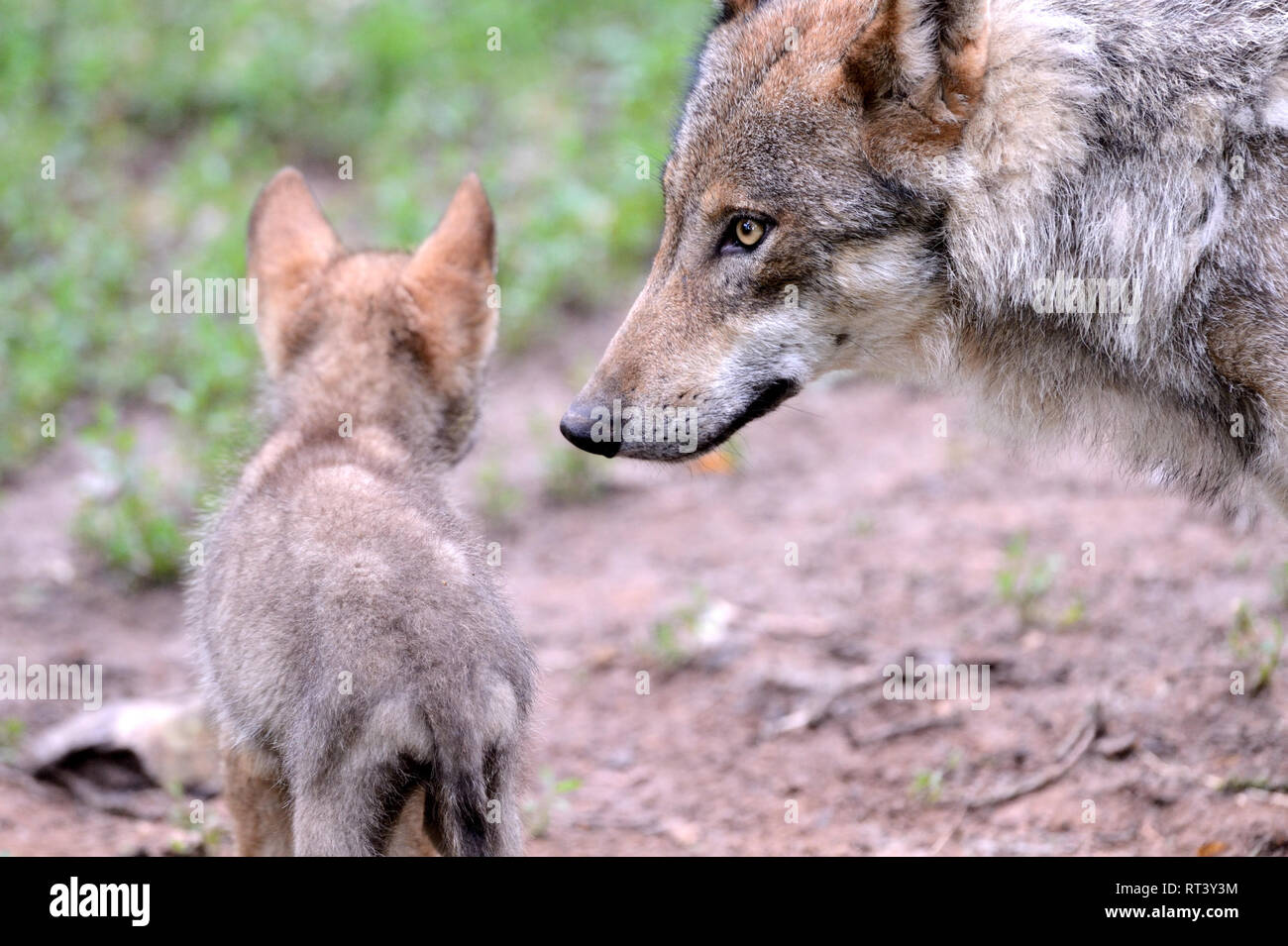 Canine, Canis lupus, European wolf, grey wolf, grey wolf, doggy ...