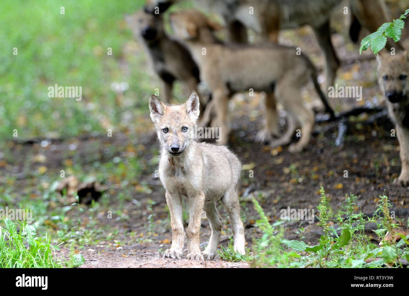 Canine, Canis lupus, European wolf, grey wolf, grey wolf, doggy ...