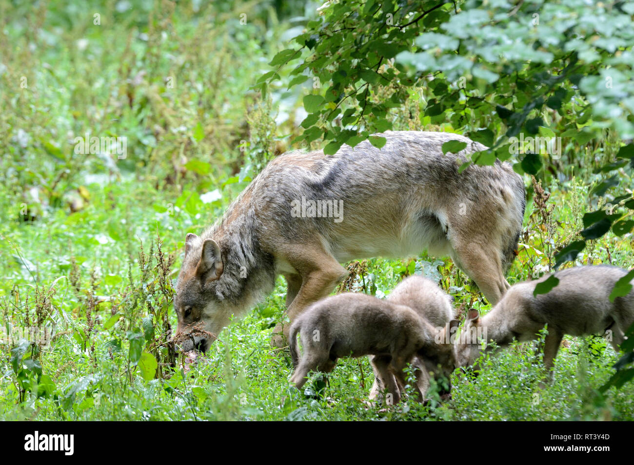 Canine, Canis lupus, European wolf, grey wolf, grey wolf, doggy ...