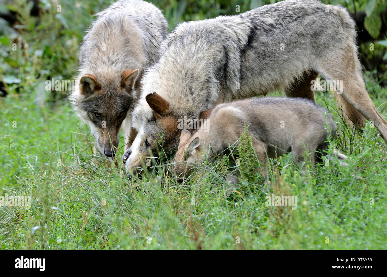 Canine, Canis lupus, European wolf, grey wolf, grey wolf, doggy ...