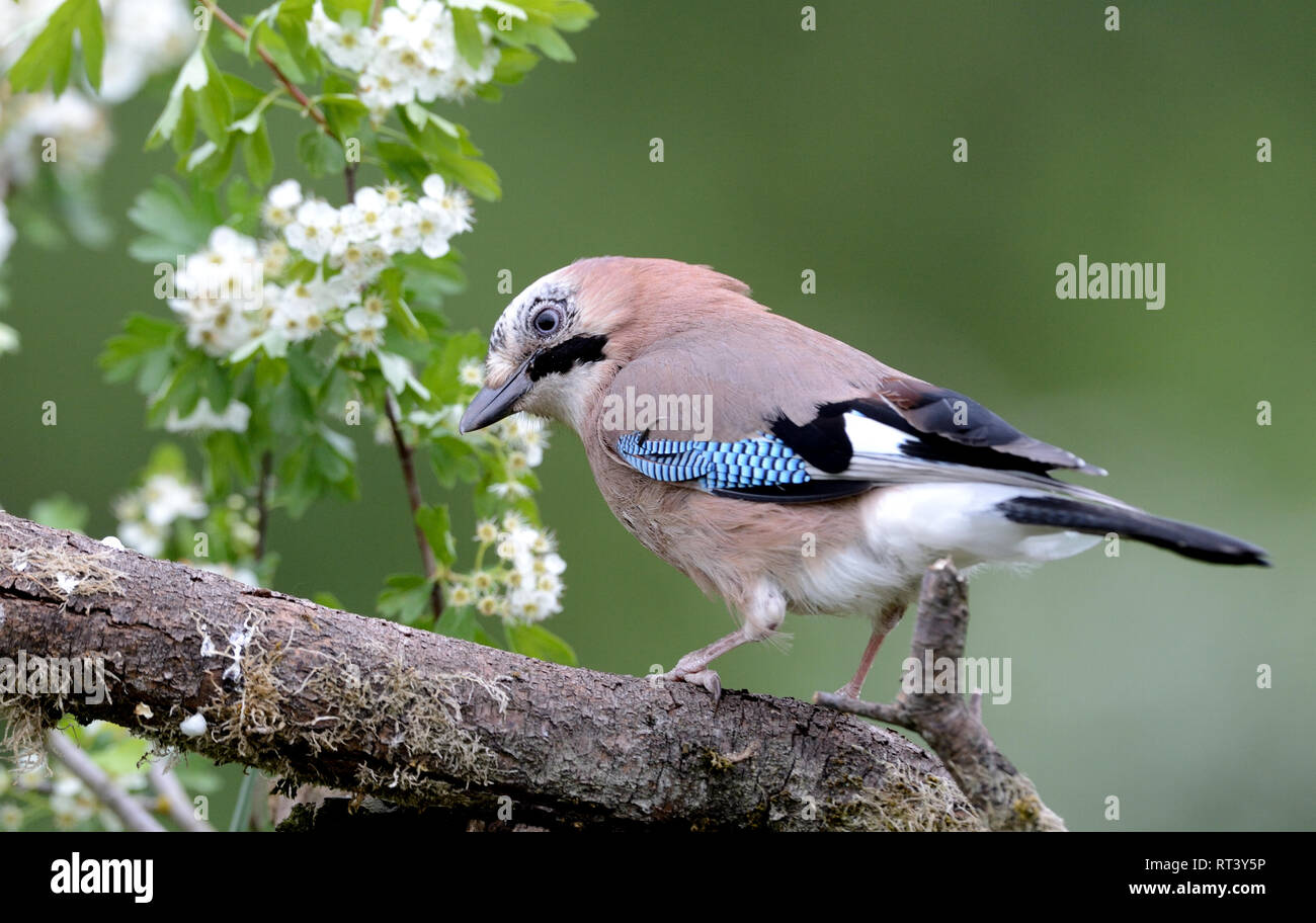 Jay, forester of the wood, Garrulus glandarius, Häher, Markwart, raven ...