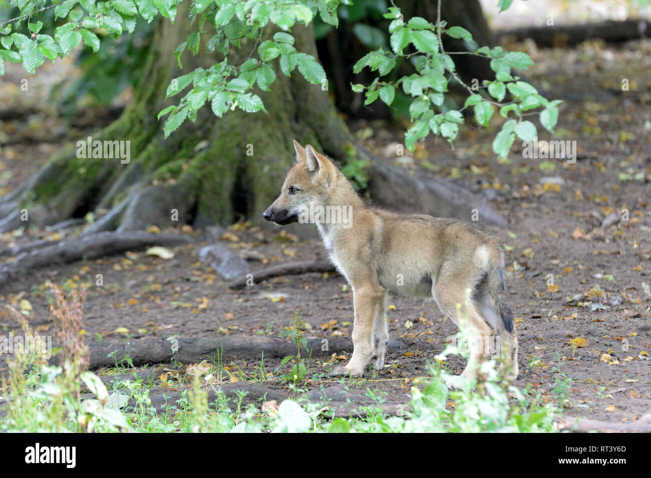 Canine, Canis lupus, European wolf, grey wolf, grey wolf, doggy ...