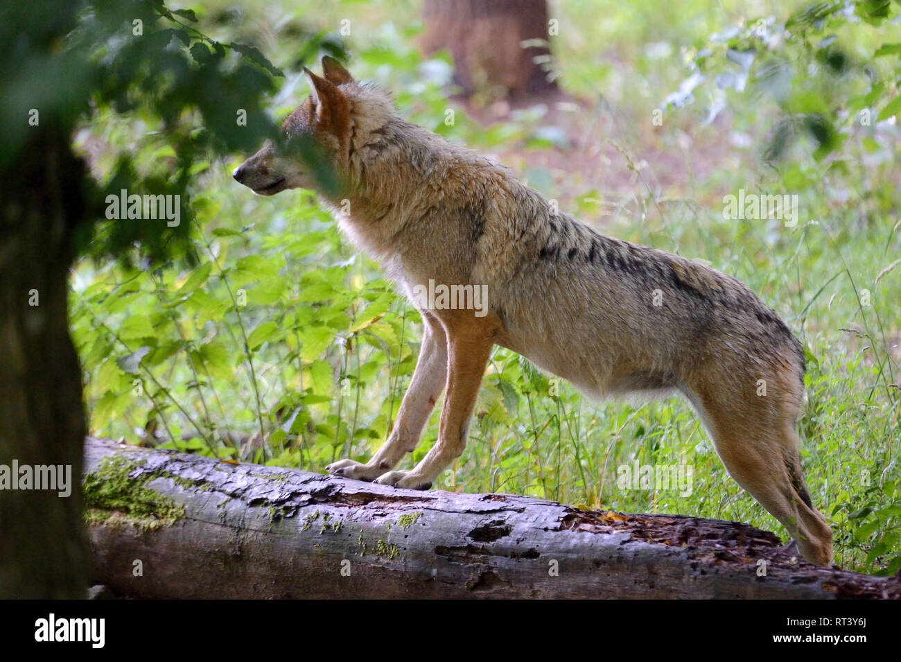 Canine, Canis lupus, European wolf, grey wolf, grey wolf, doggy ...