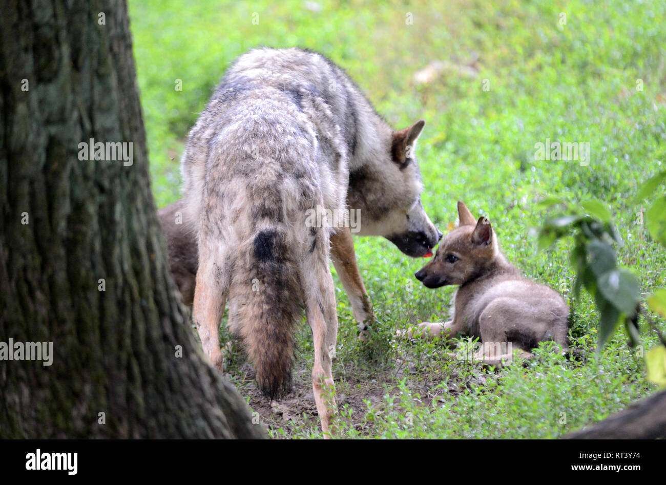 Canine, Canis lupus, European wolf, grey wolf, grey wolf, doggy ...