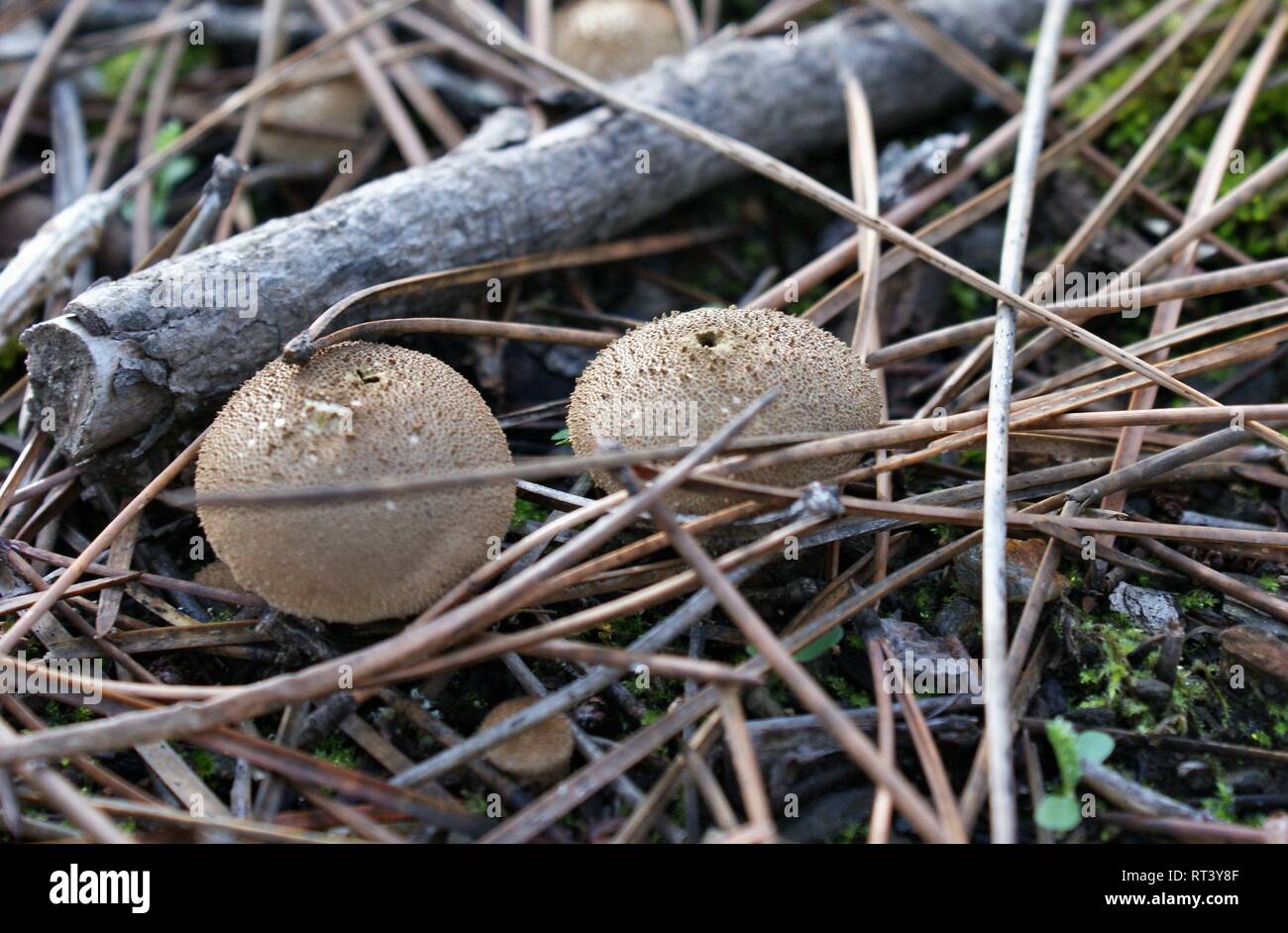 Devils snuff box hi-res stock photography and images - Alamy