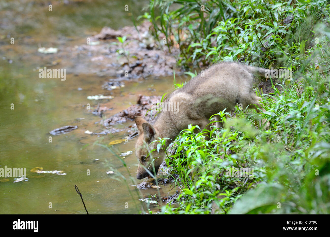 Canine, Canis lupus, European wolf, grey wolf, grey wolf, doggy ...