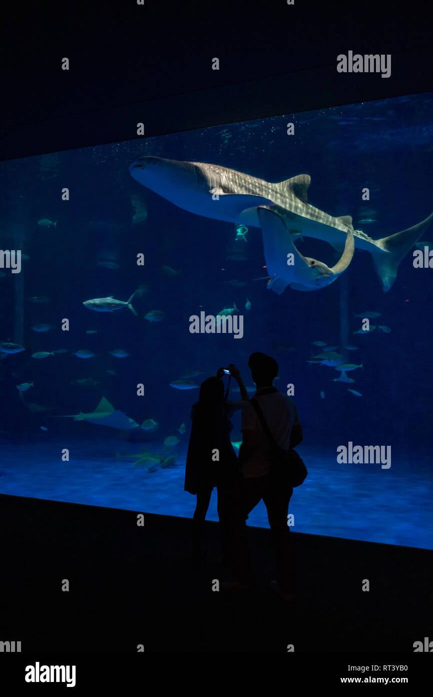 Marine life of japan hi-res stock photography and images - Alamy
