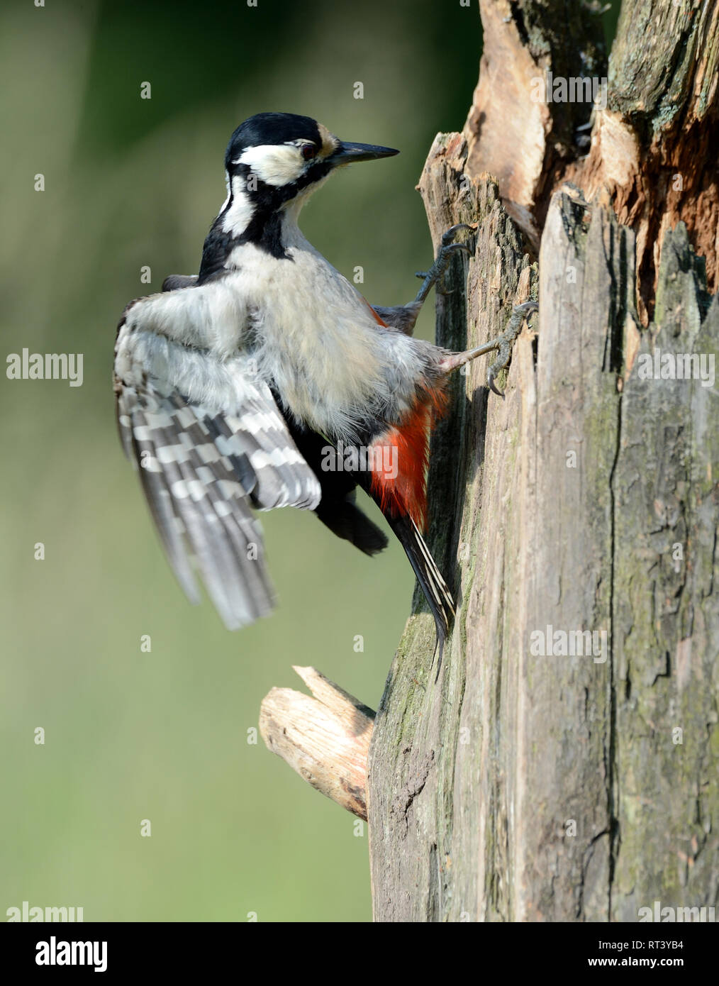 Spotted woodpecker, spotted woodpeckers, real woodpeckers, big spotted ...