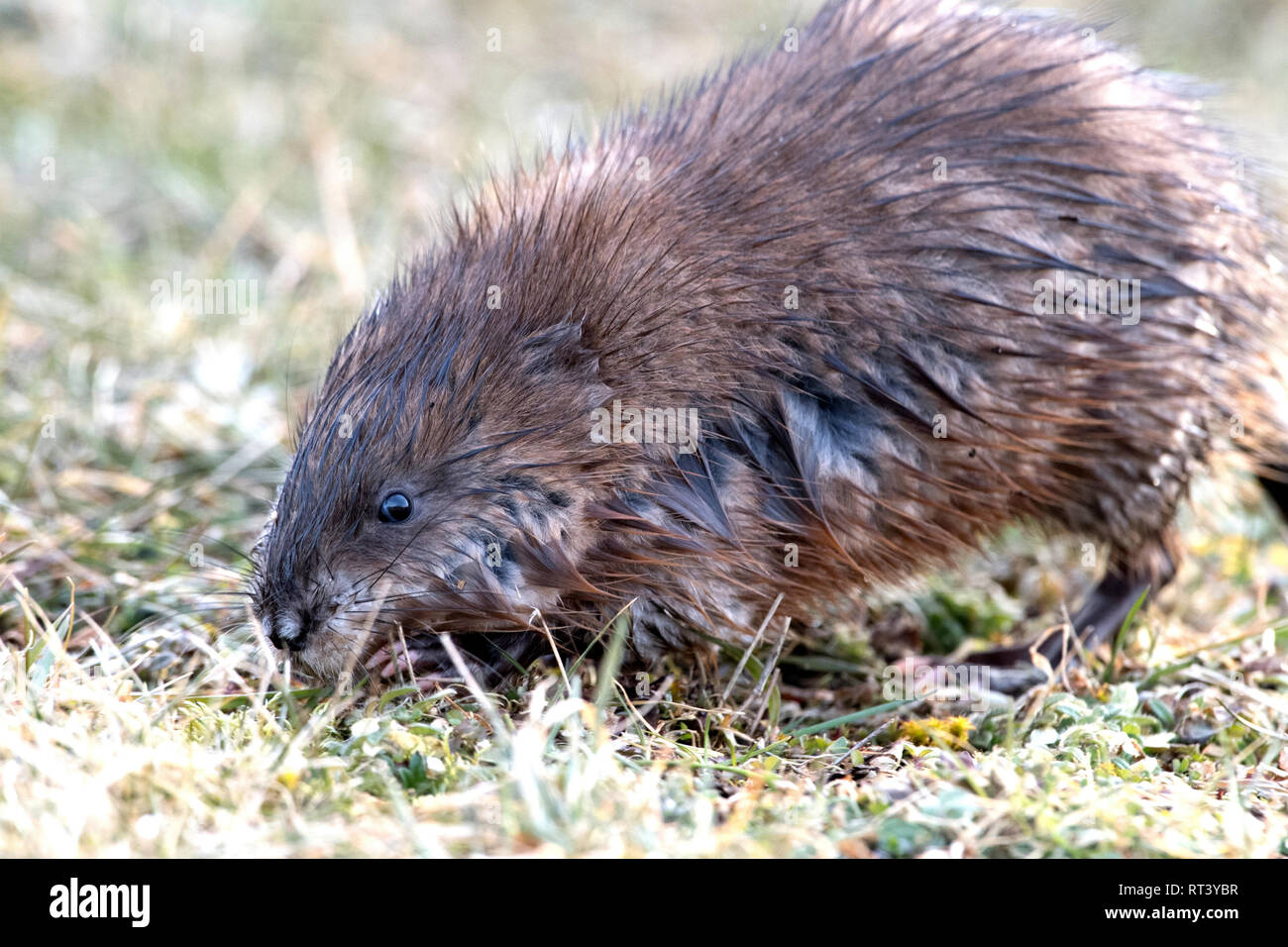 Musk, musquash, musquashes, rodent, rodents, Ondatra zibethicus, fur ...