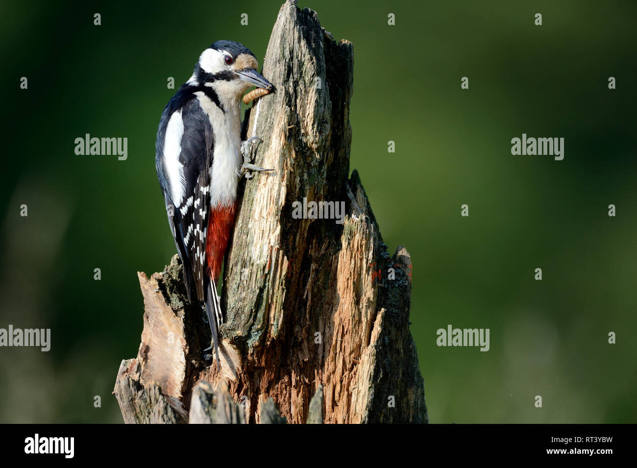 Spotted woodpecker, spotted woodpeckers, real woodpeckers, big spotted ...