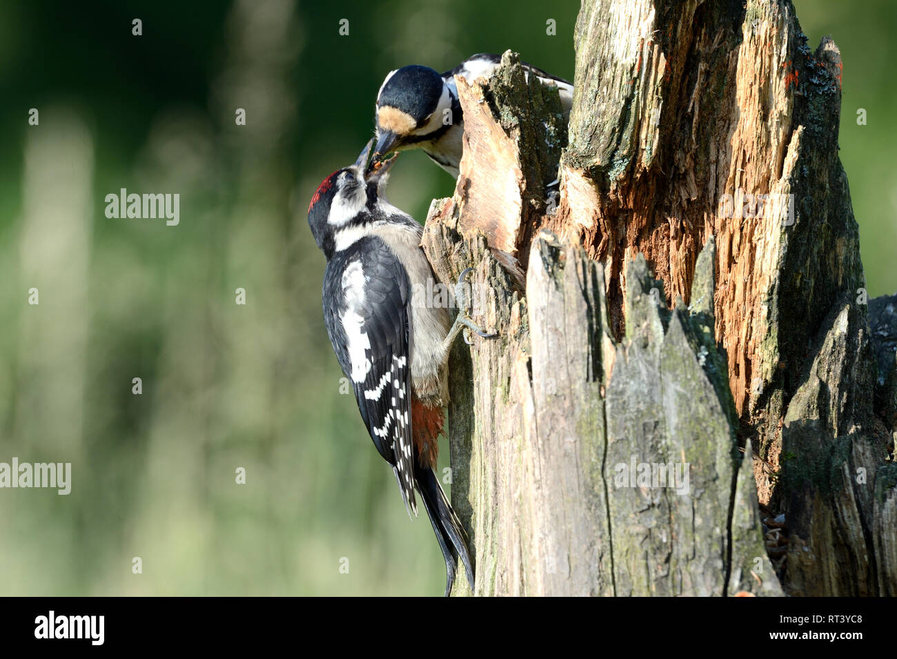 Spotted woodpecker, spotted woodpeckers, real woodpeckers, big spotted ...
