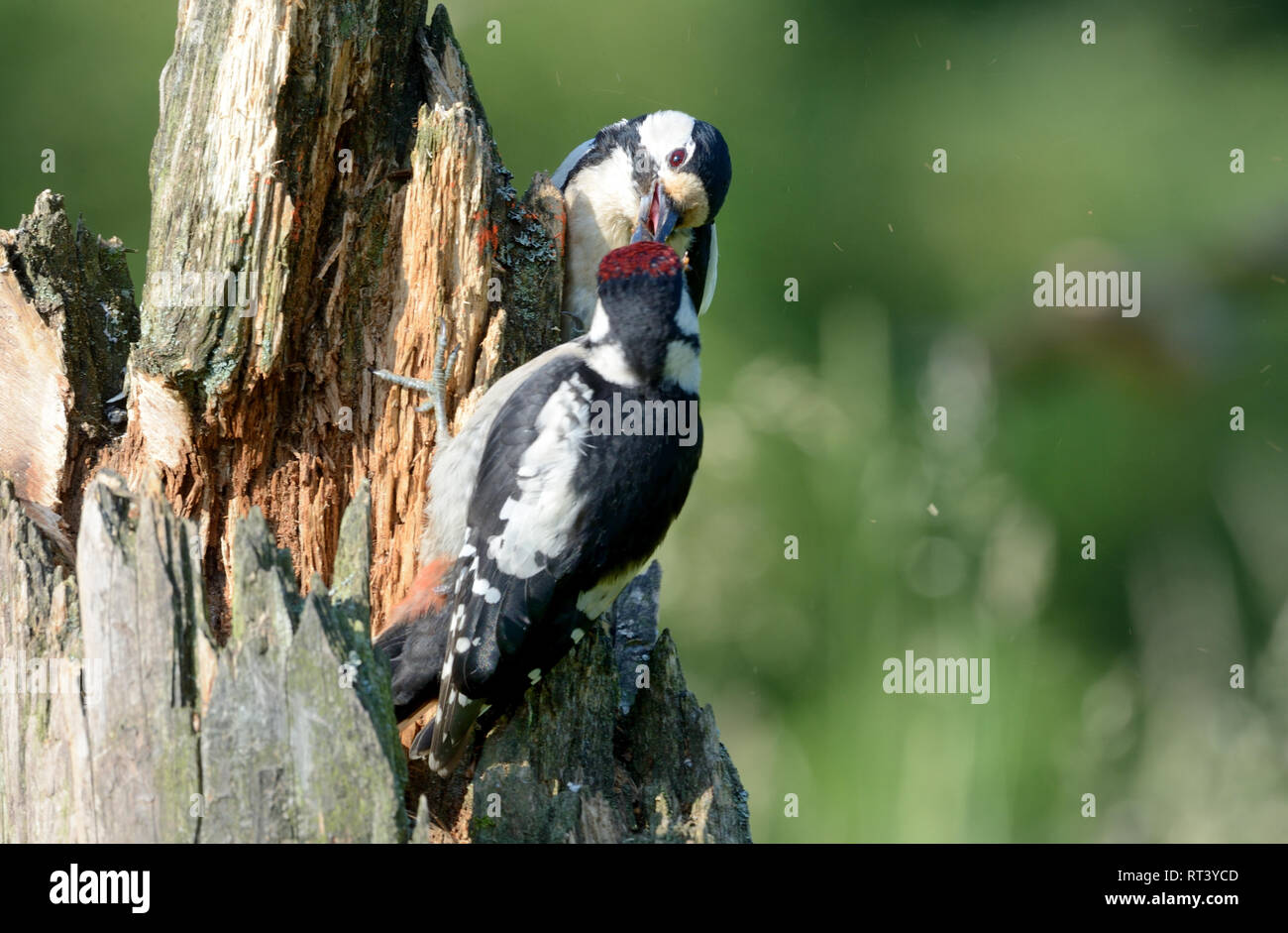 Spotted woodpecker, spotted woodpeckers, real woodpeckers, big spotted ...
