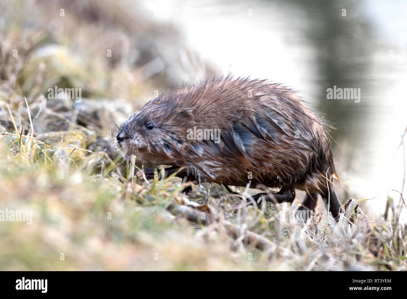 Musquashes hi-res stock photography and images - Alamy