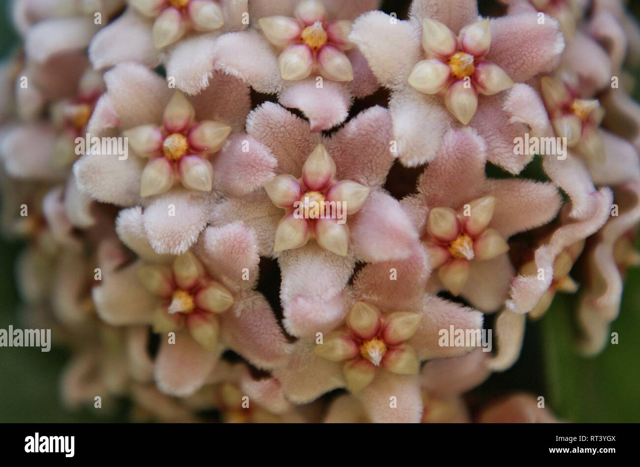 Hoya carnosa. porcelainflower. wax plant Stock Photo - Alamy