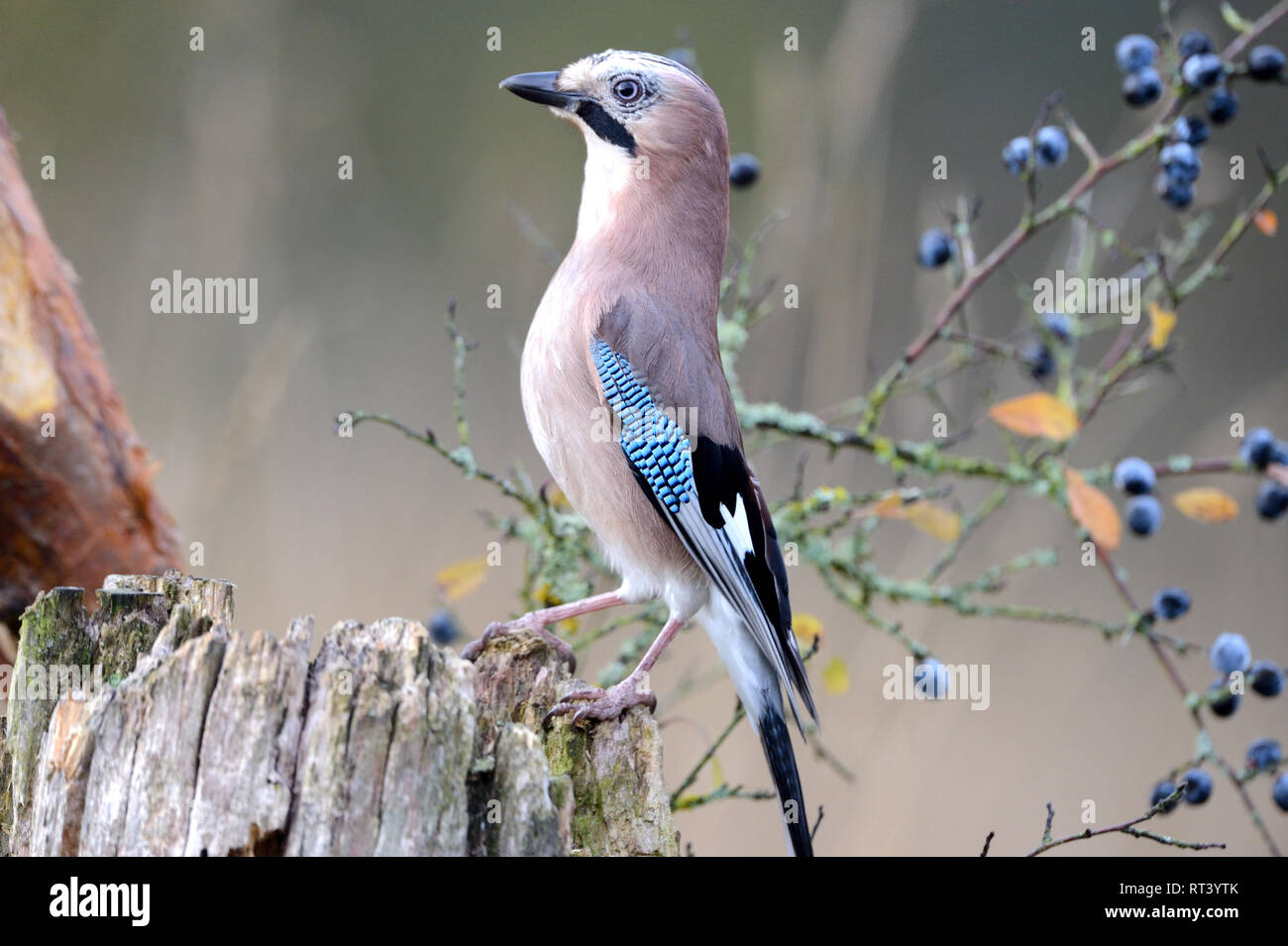 Jay, Garrulus glandarius, Häher, Markwart, raven birds, songbirds ...