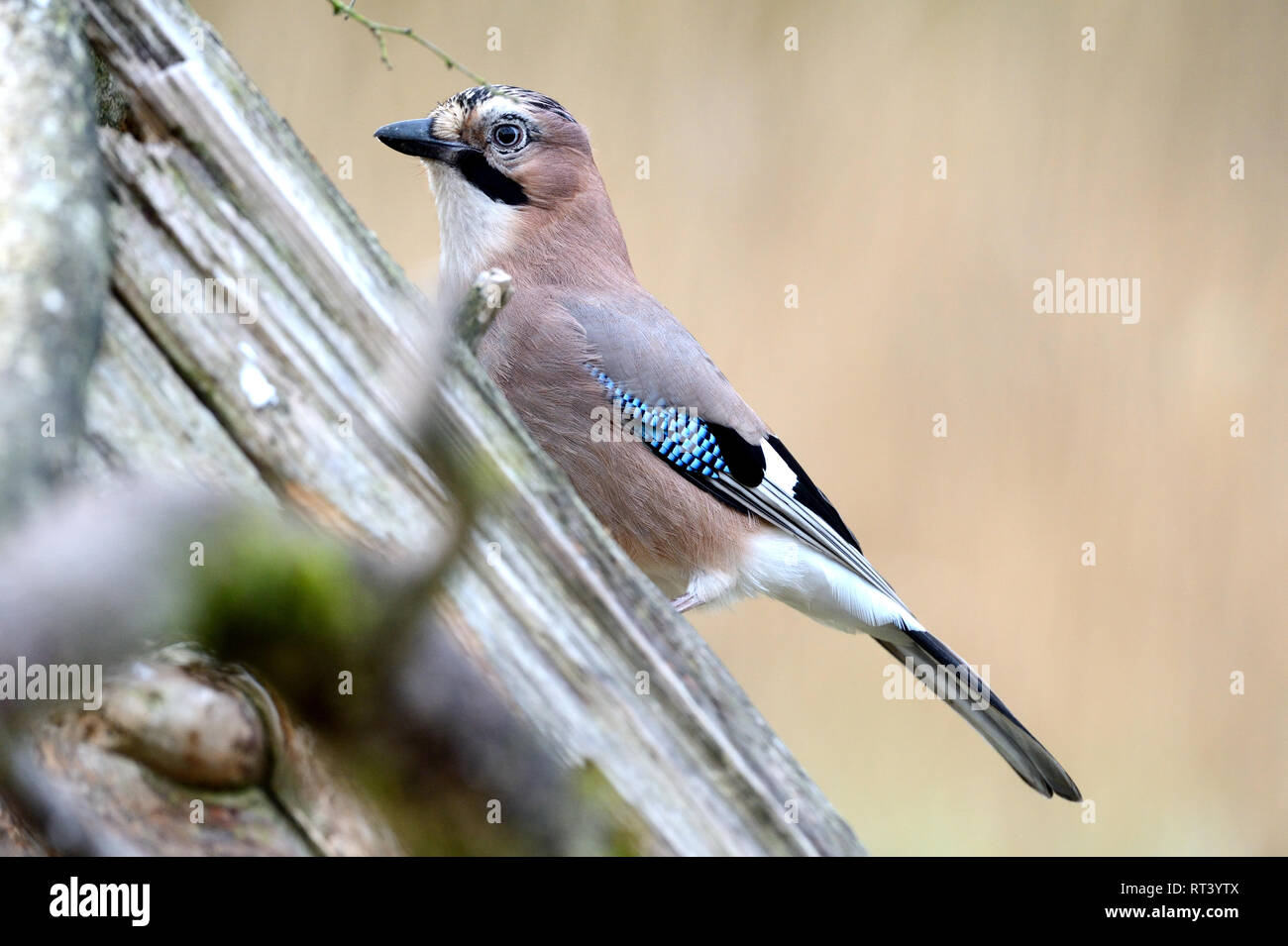 Sedentary birds hi-res stock photography and images - Alamy