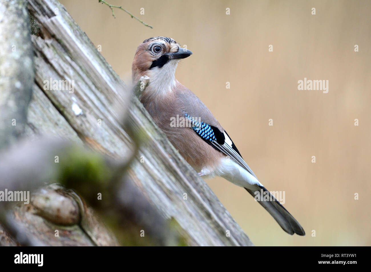 Sedentary bird hi-res stock photography and images - Alamy