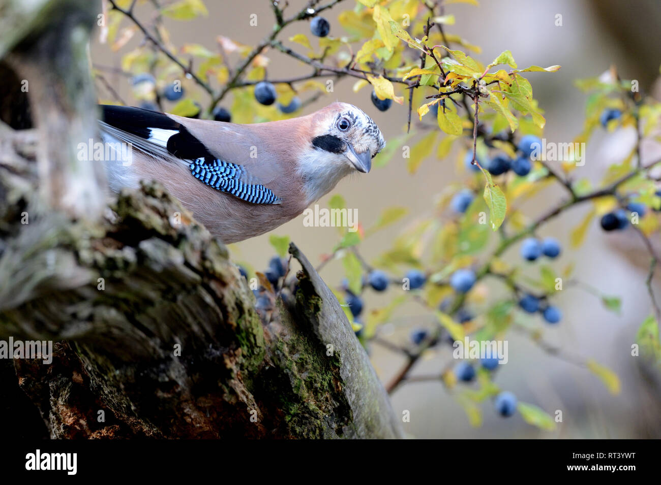 Sedentary birds hi-res stock photography and images - Alamy