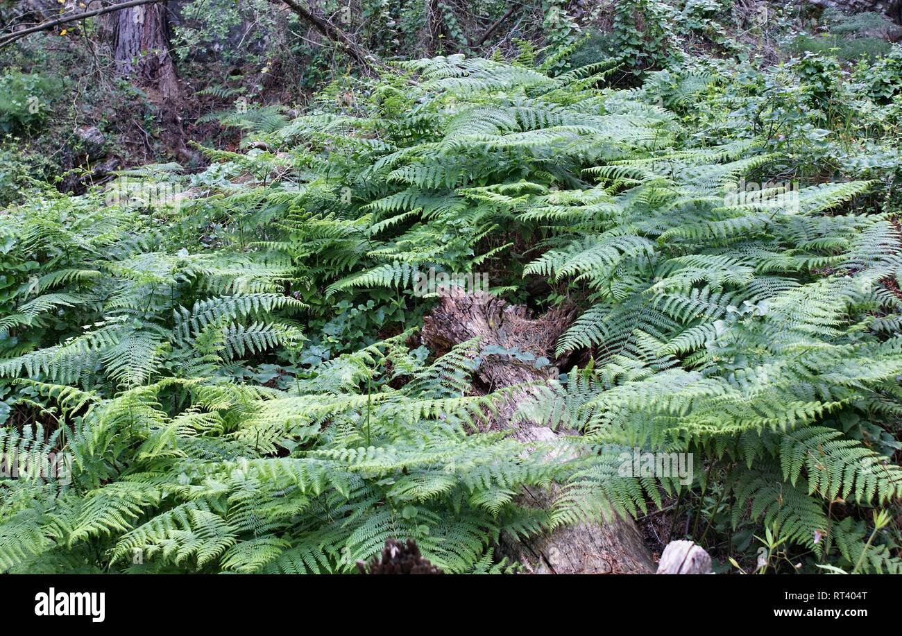 Bracken brake eagle fern hi-res stock photography and images - Alamy