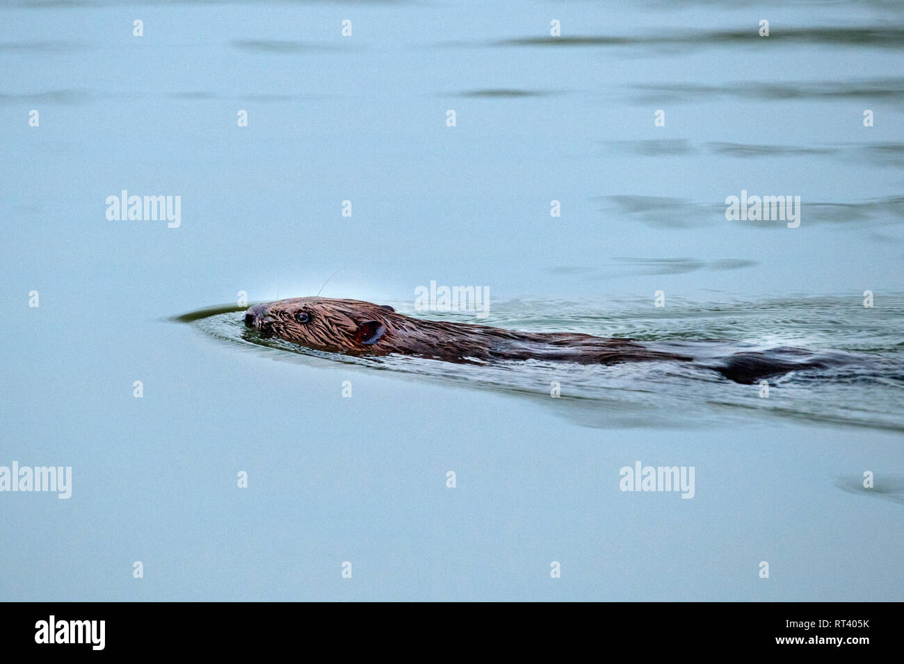 Beavers, beavers at the break of dawn, beaver in the water, beaver ...