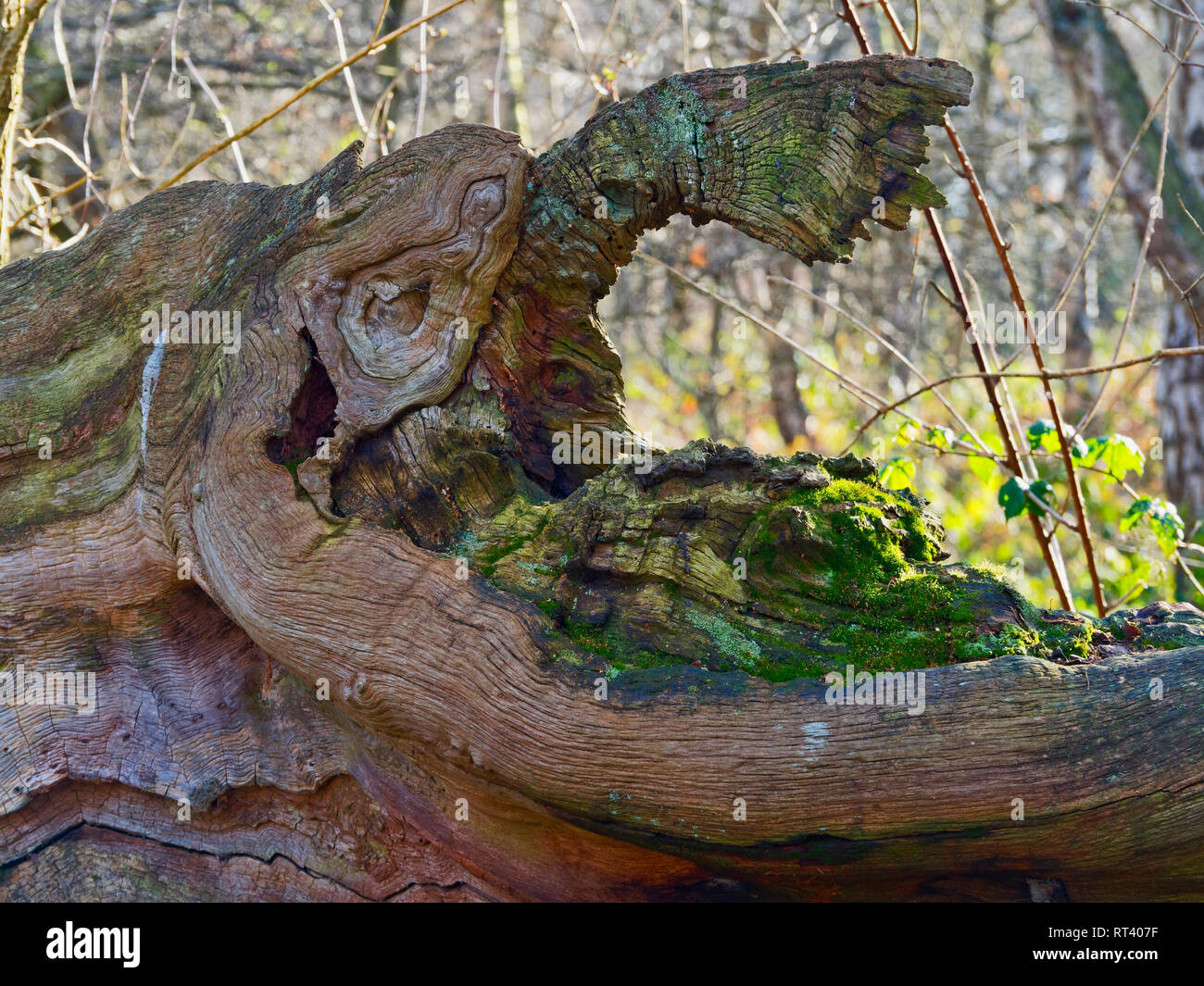 Part of a fallen, rotting, tree trunk takes on the appearance of some ...