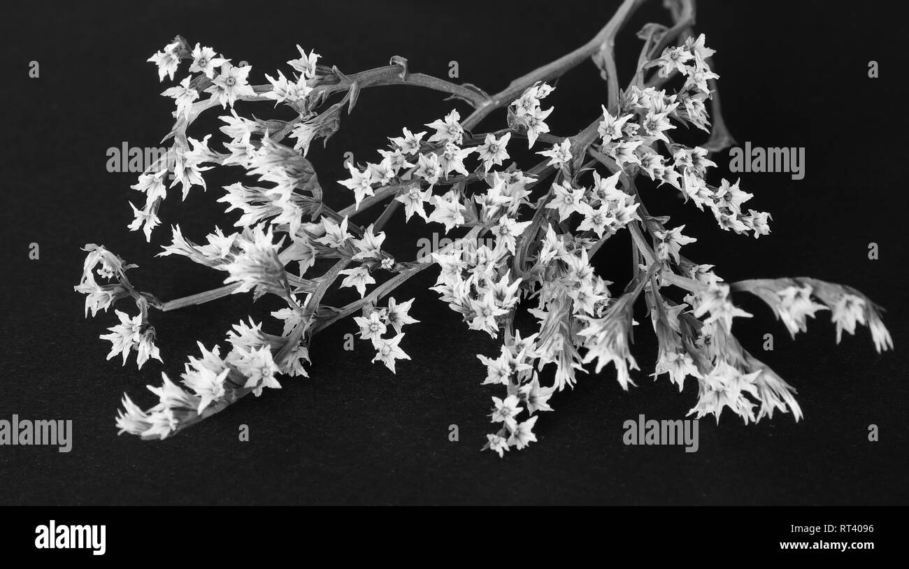 Beautiful plant branch Stock Photo - Alamy