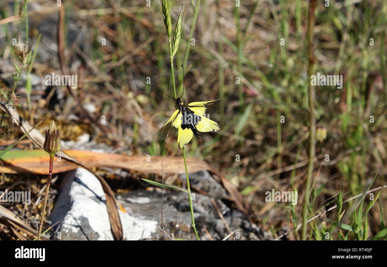 Libelloides coccajus. Ascalaphus libelluloides Stock Photo - Alamy