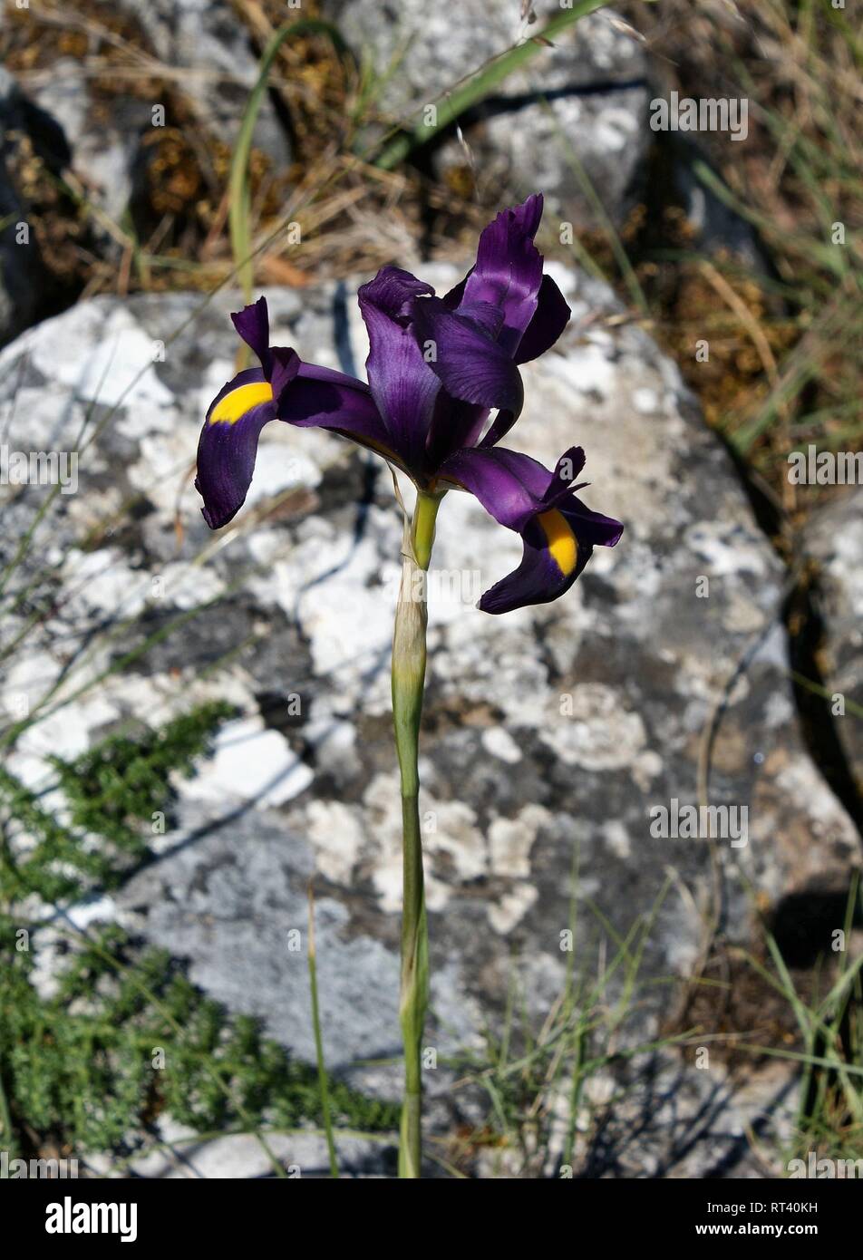 Filifolia hi-res stock photography and images - Alamy