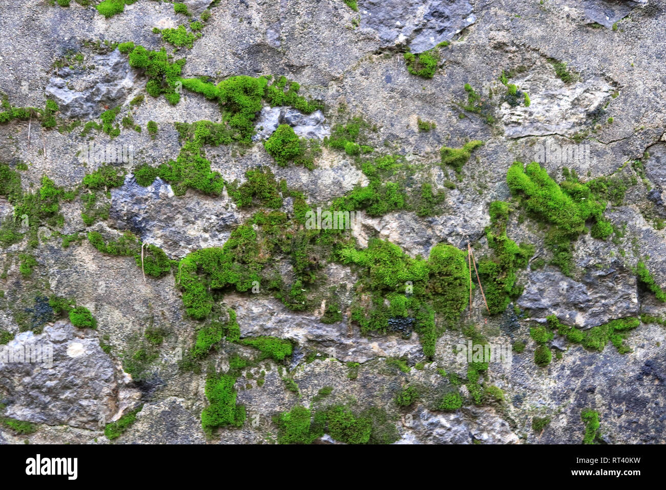 Cobblestones with moss hi-res stock photography and images - Alamy