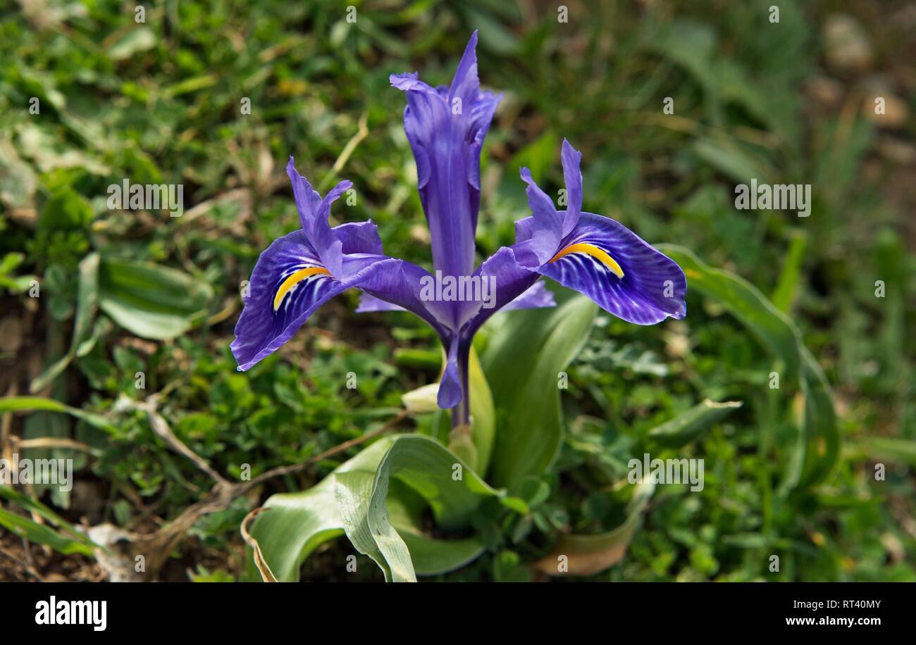 Iris planifolia hi-res stock photography and images - Alamy