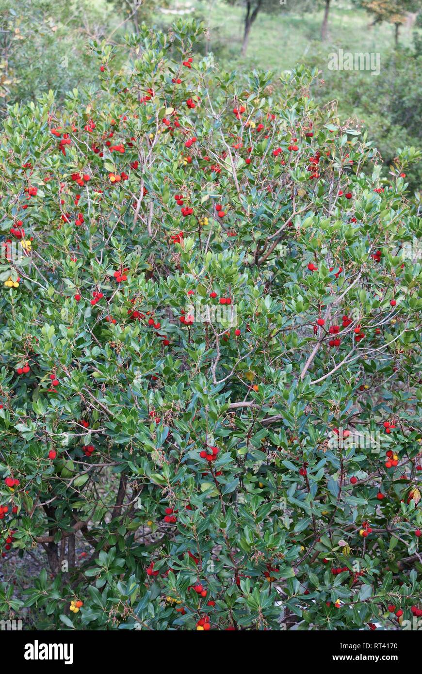 Arbutus unedo strawberry tree hi-res stock photography and images - Alamy