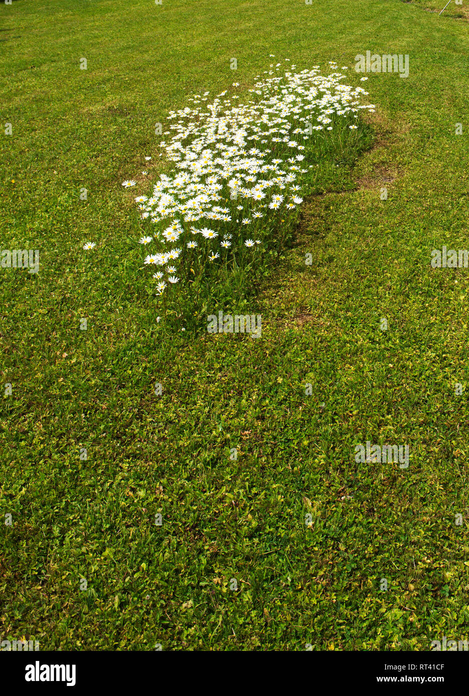 Wiese gemäht blumen hi-res stock photography and images - Alamy