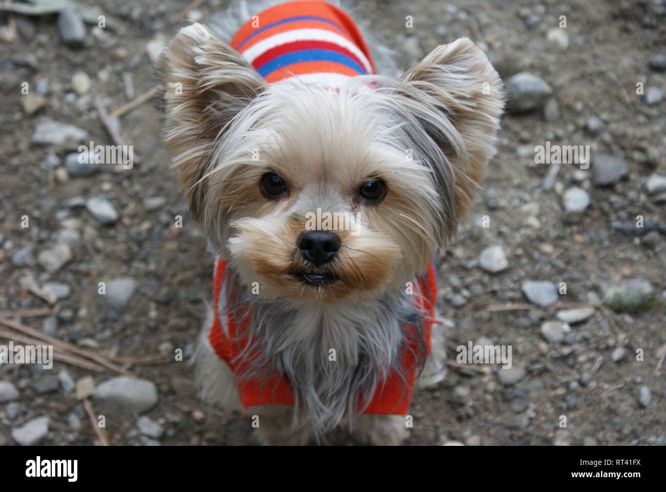 Nelo hi-res stock photography and images - Alamy