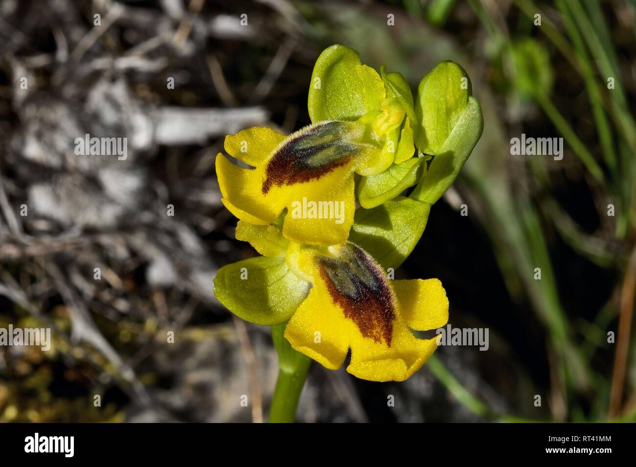 Ophrys lutea. yellow bee-orchid Stock Photo - Alamy