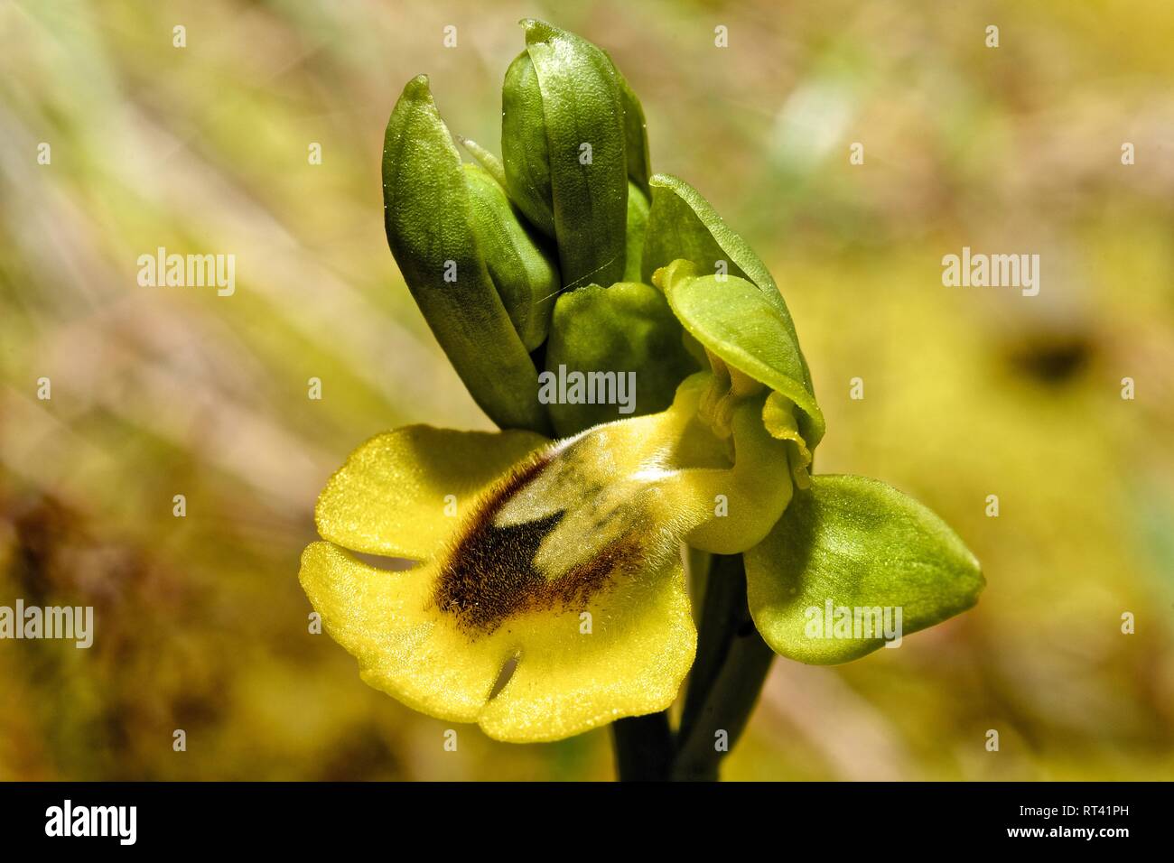 Ophrys lutea. yellow bee-orchid Stock Photo - Alamy