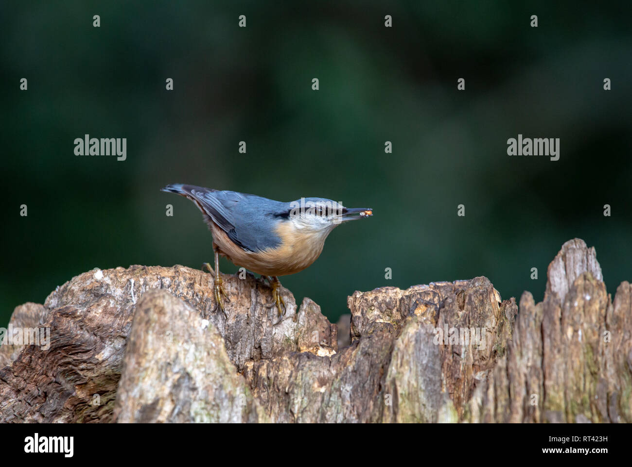 Eurasian nuthatch in tree hi-res stock photography and images - Alamy