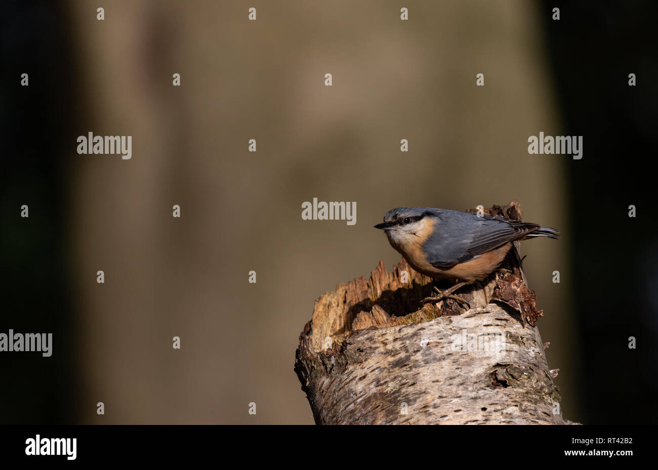Eurasian nuthatch in tree hi-res stock photography and images - Alamy