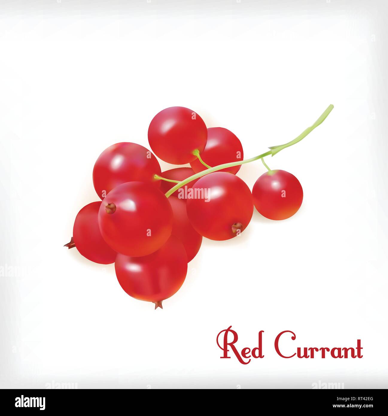 Red currant. Realistic vector illustration Stock Vector Image & Art - Alamy