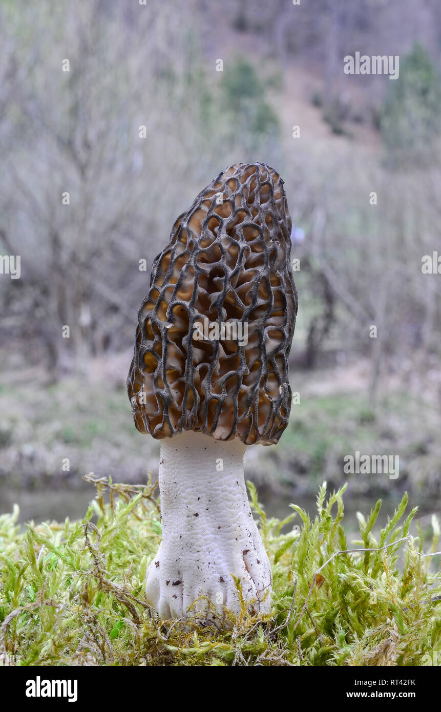 Nice specimen of Morchella conica or Black Morel mushroom growing in a ...